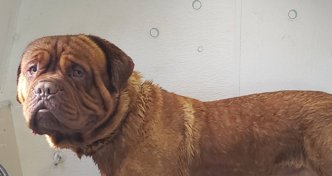 Gallery – TransFURmations Mobile PET SPA